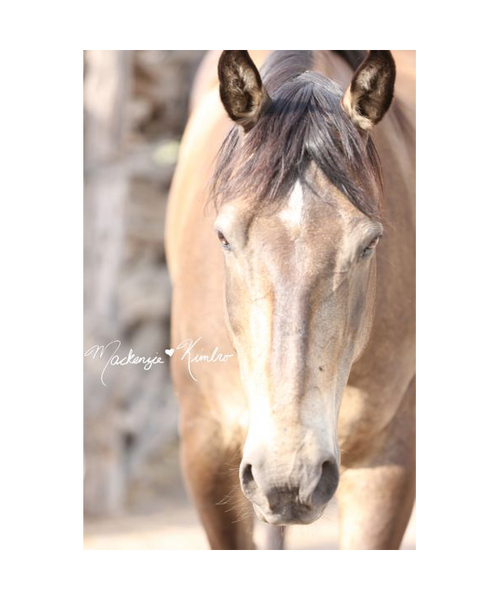 The Soul of Buck – Roots Run Deep