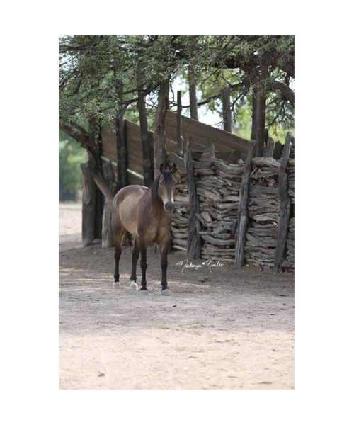 Buck – Roots Run Deep